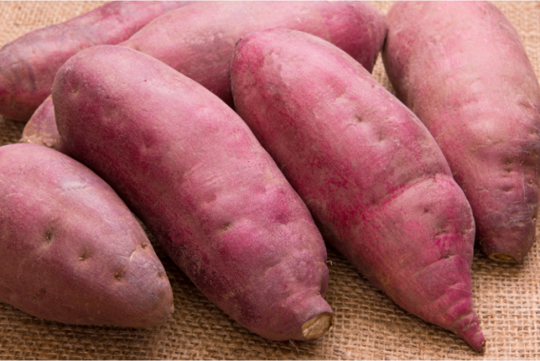 紅芋の収穫シーズン。久米島農家さんに聞く芋がゴロゴロ採れる栽培方法とは？ | Omoimo公式オンラインショップ